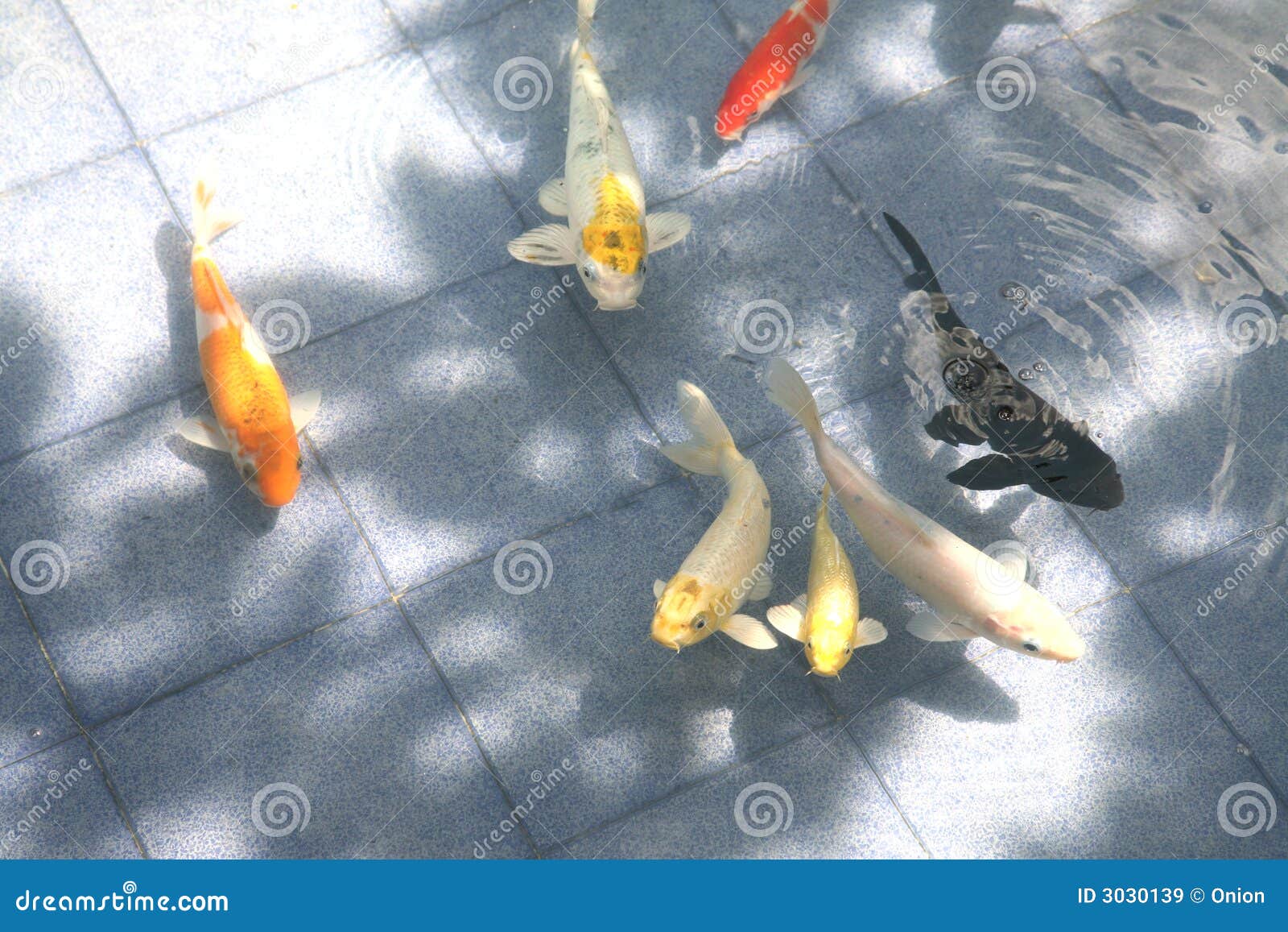 Japanese Koi or Carp stock image. Image of swimming, fish - 3030139