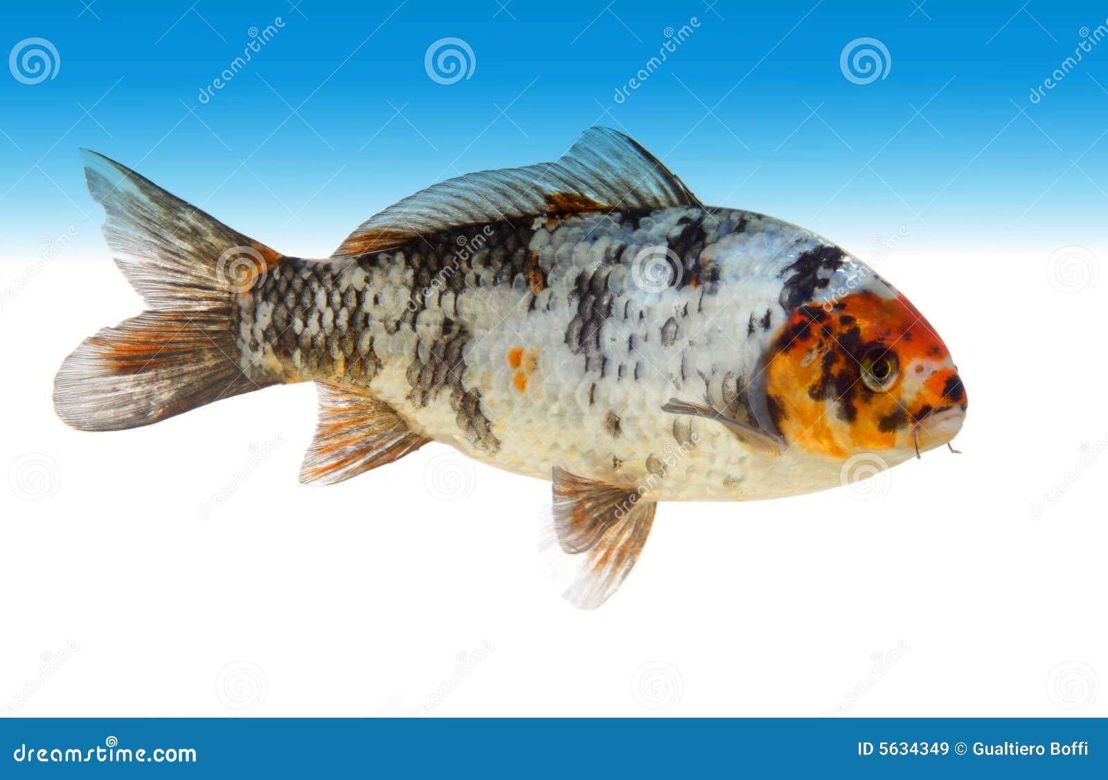 Japanese koi carp stock image. Image of surface, gill - 5634349
