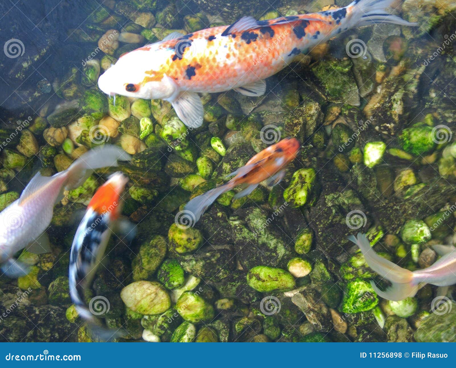 Japanese Koi Carp fishes stock photo. Image of fish, group - 11256898
