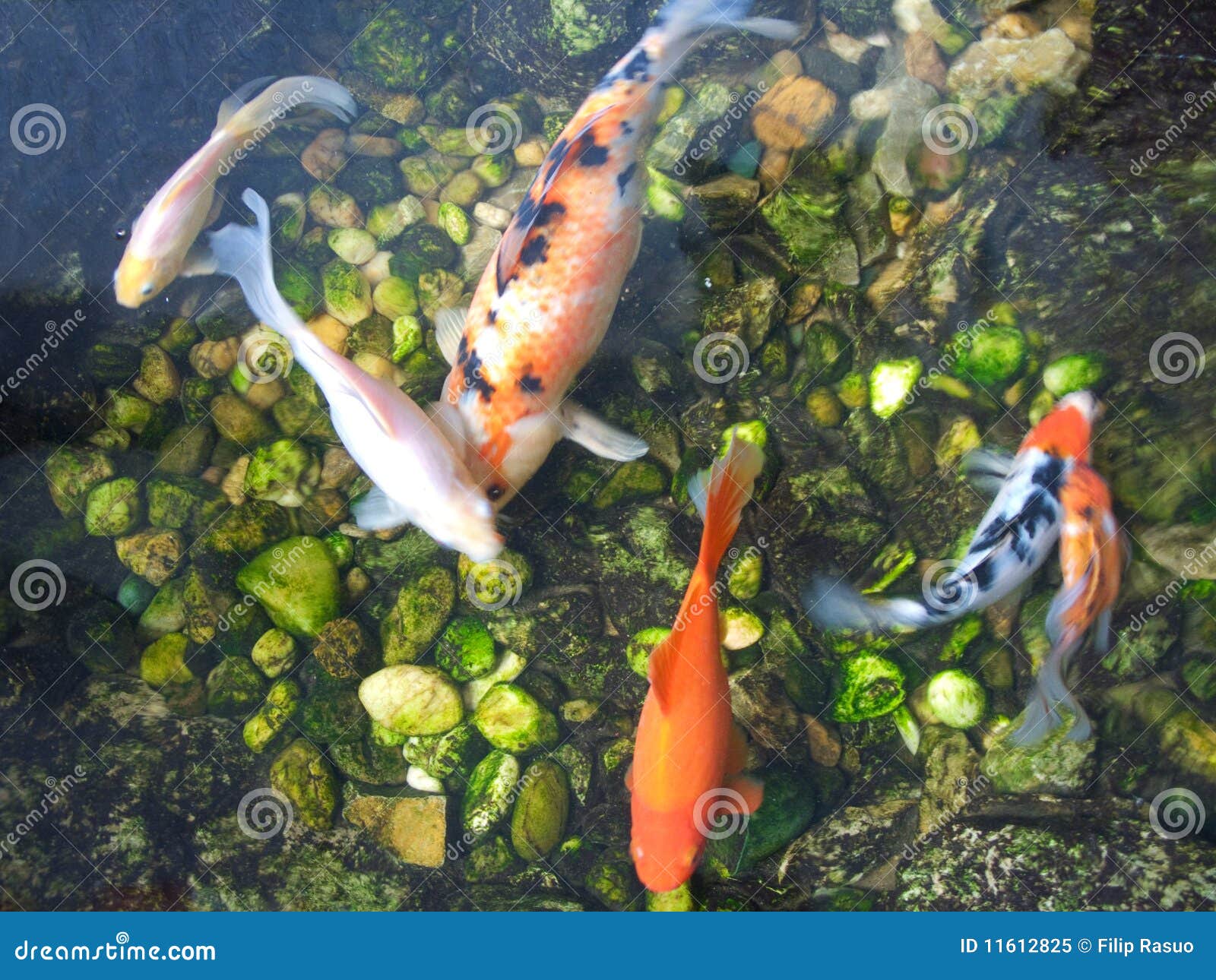 Japanese Fishes Stock Image | CartoonDealer.com #7500295