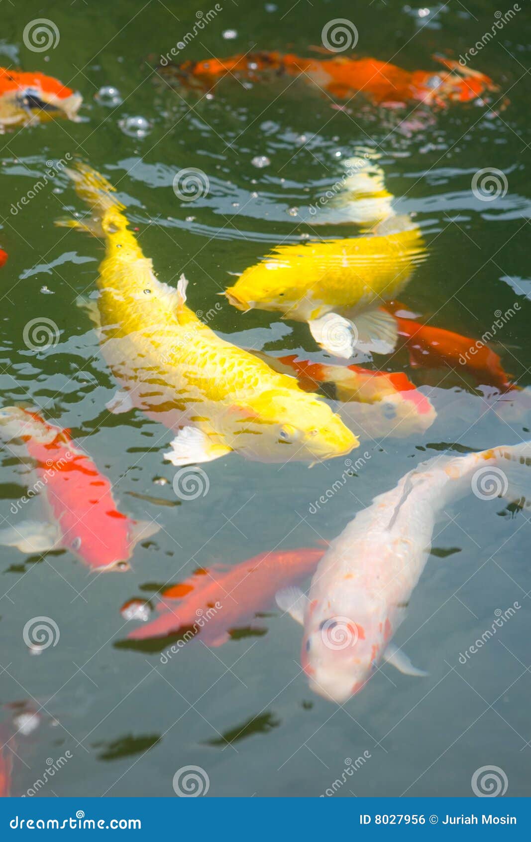 Japanese Koi Carp in a Pond Stock Photo - Image of swim, asian: 8027956