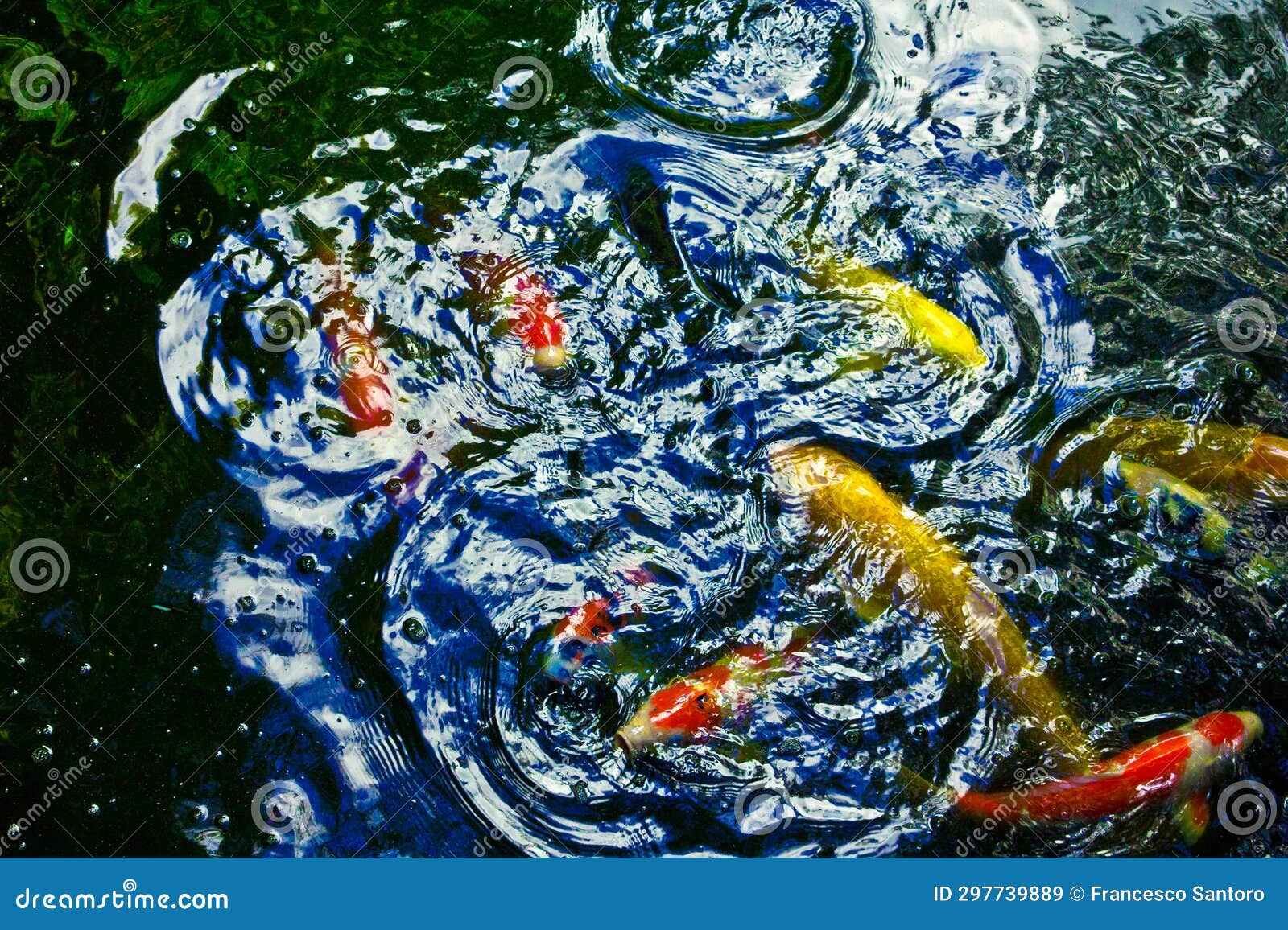 Japanese Koi Carpe in a River Stock Image - Image of asia, culture ...