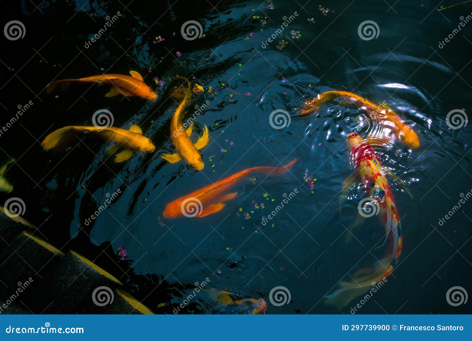 Japanese Koi Carpe in a River Stock Photo - Image of animals, lake ...