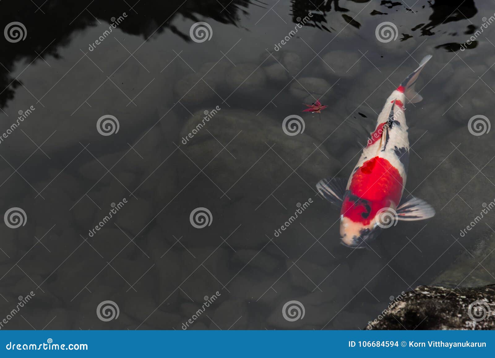 Japanese Koi Colorful Fish Carp in Pond Stock Photo - Image of dark ...