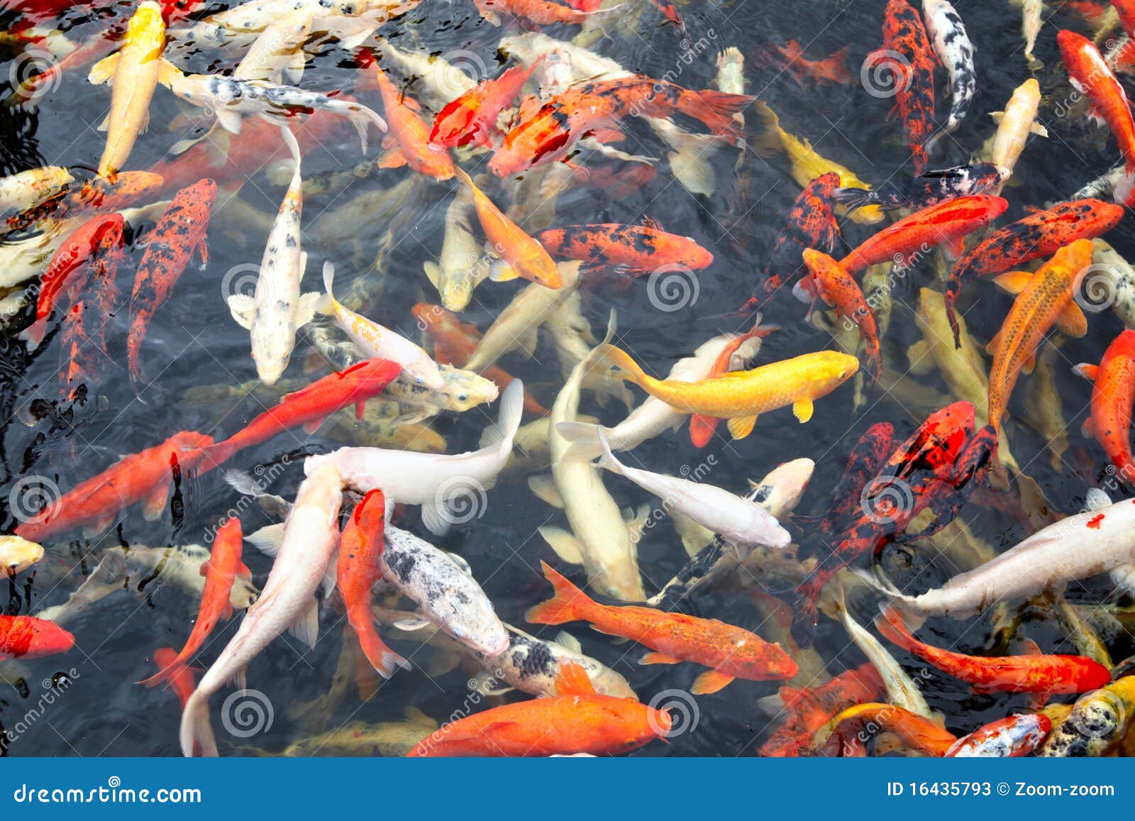 Japanese koi fish stock image. Image of animal, plenty - 16435793