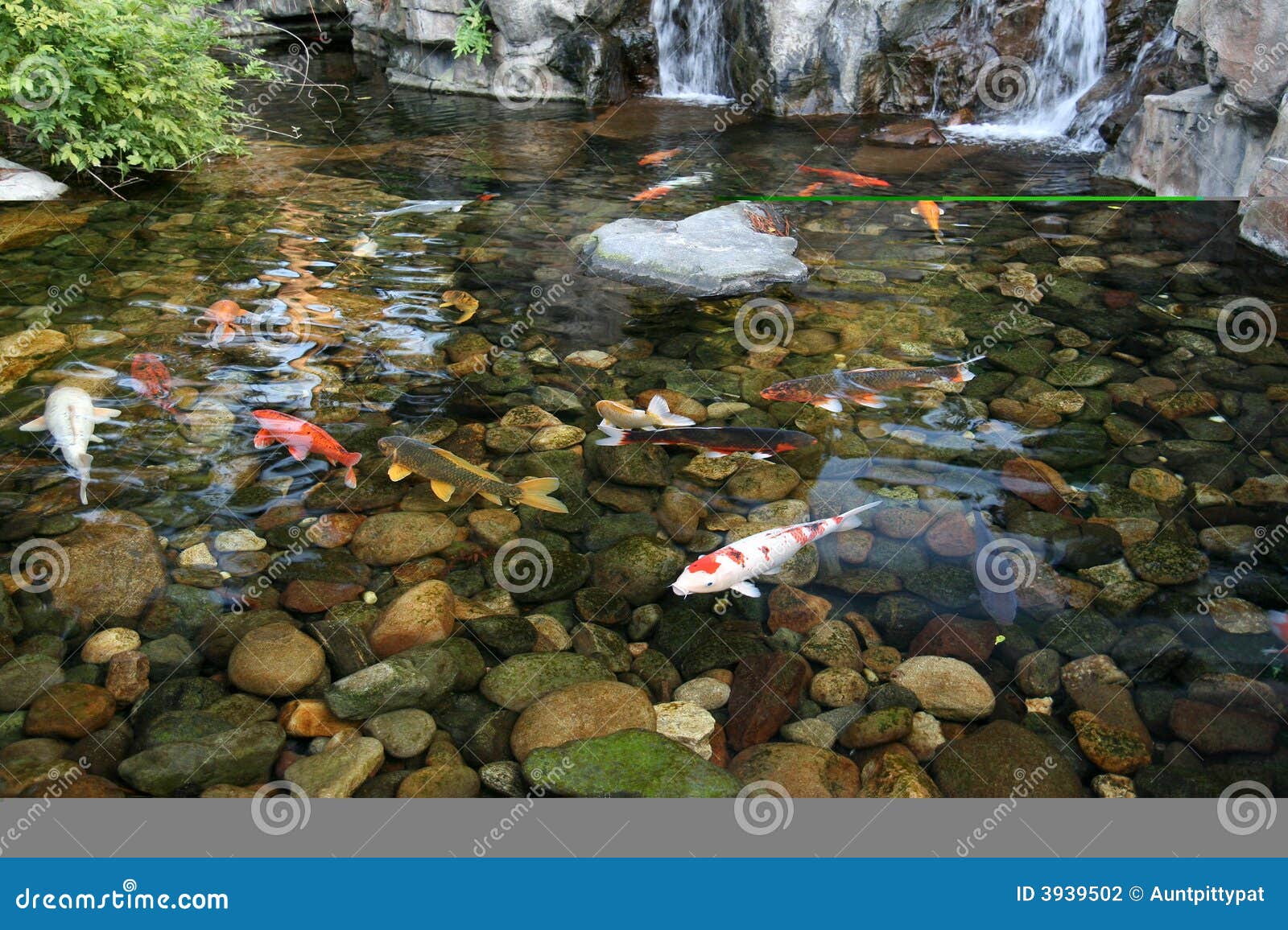 Japanese Koi Fish Pond Royalty-Free Stock Image | CartoonDealer.com ...