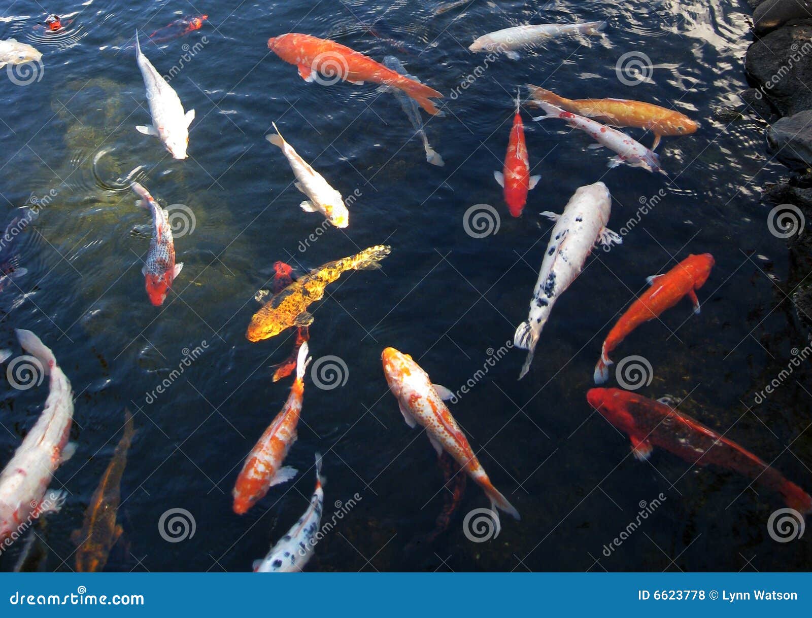 Japanese koi in pond stock photo. Image of fortune, good - 6623778