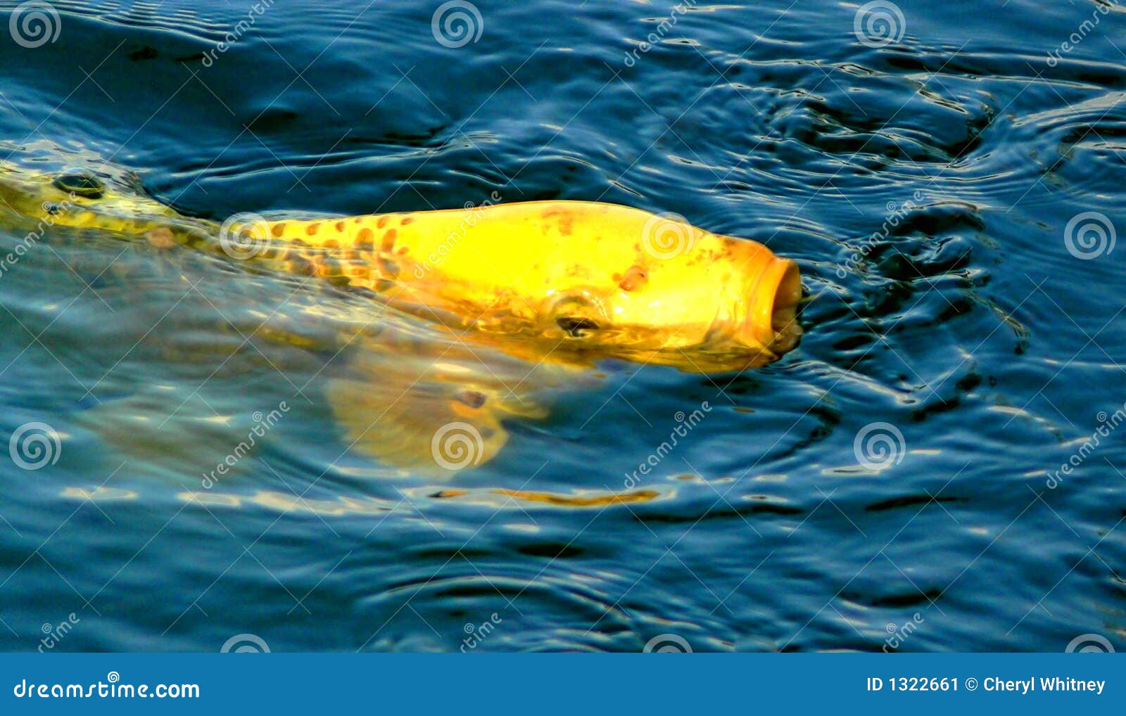 Japanese Koy Fish Surfaceing 2 Picture. Image: 1322661