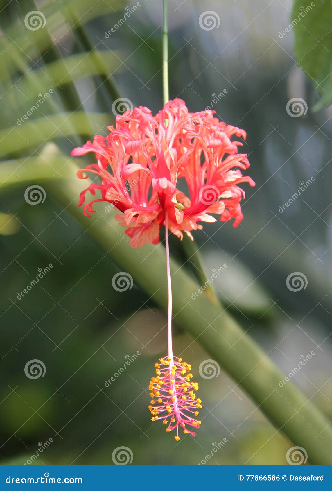 Japanese Lantern Plant. stock photo. Image of botany - 77866586