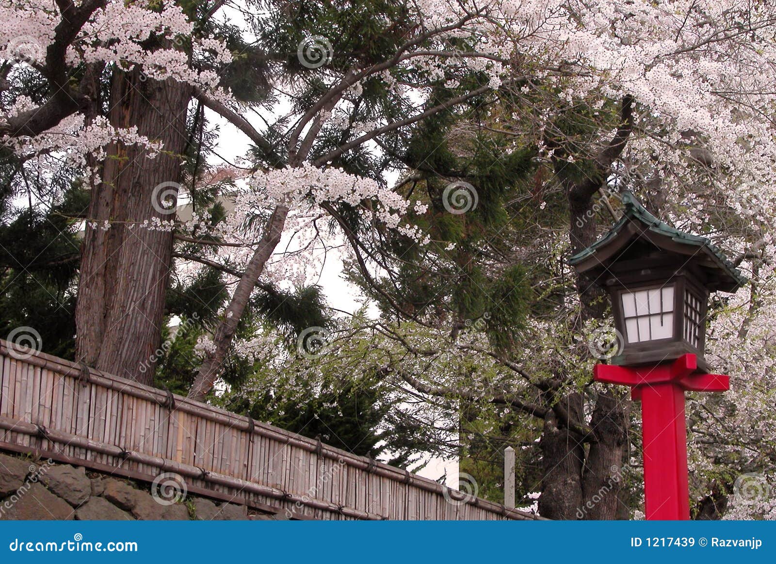 Japanese lantern in spring stock image. Image of cherry - 1217439