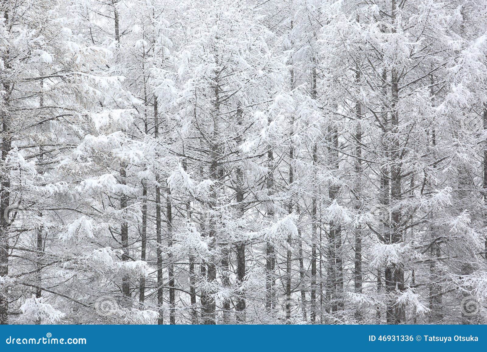 Japanese Larches Covered with Snow Stock Photo - Image of covered, wood ...