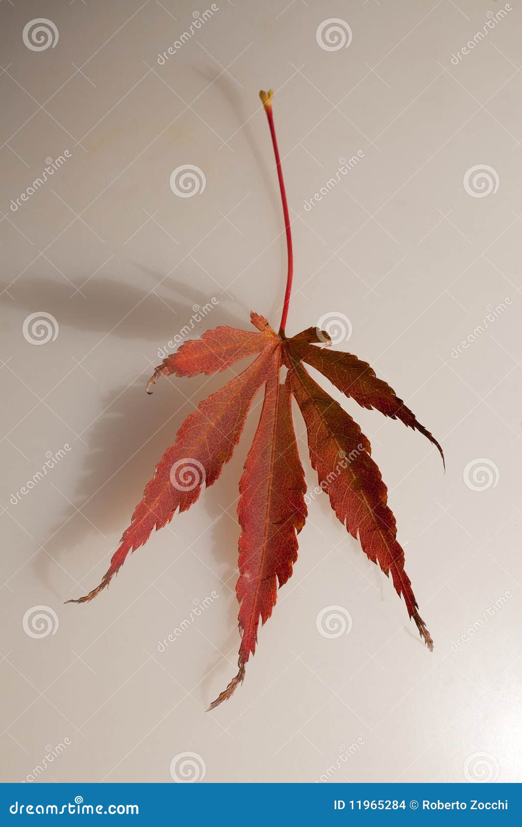 Japanese leaf stock photo. Image of yellow, floor, grain - 11965284
