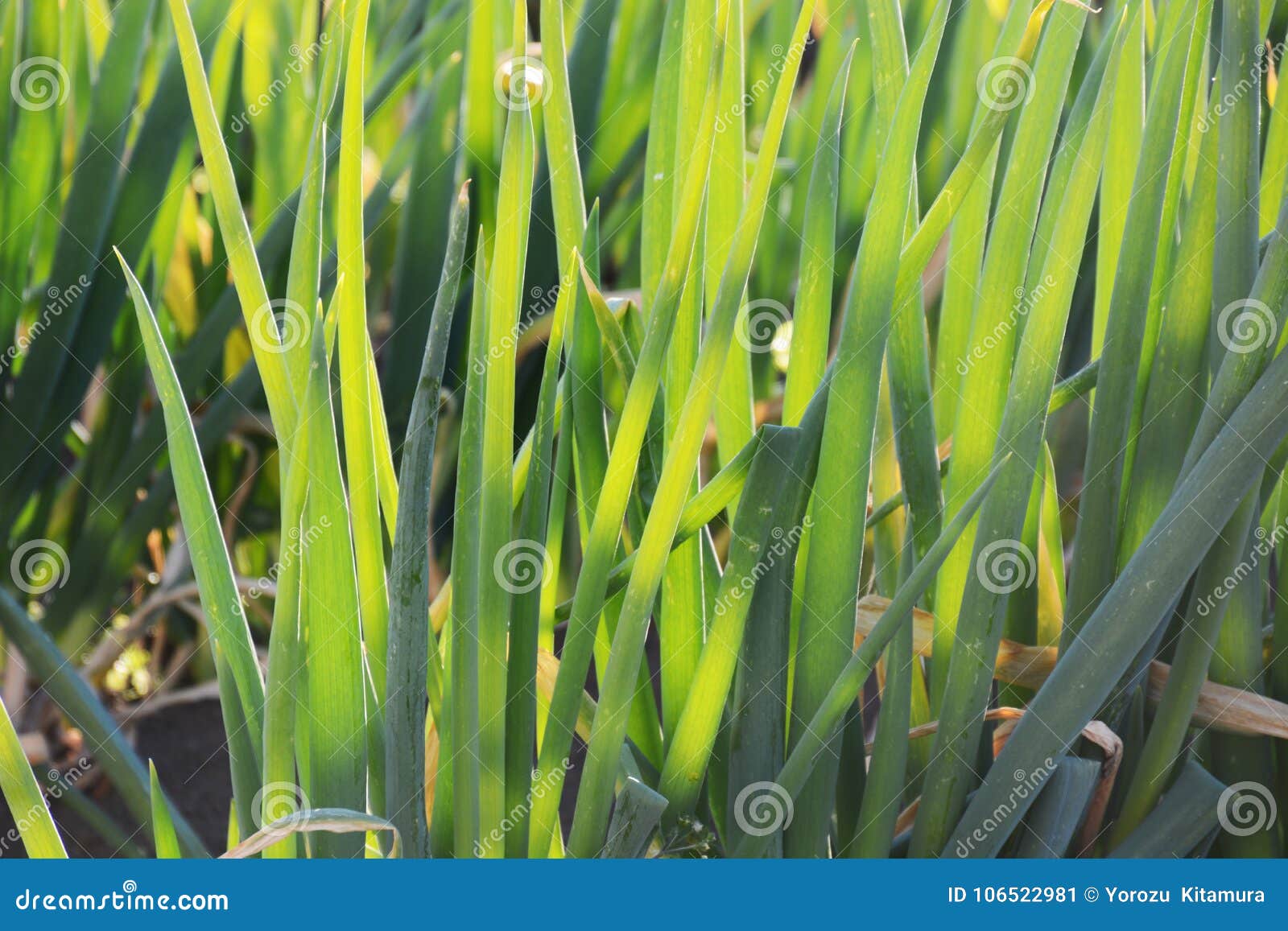 Japanese leek stock image. Image of gardening, grow - 106522981
