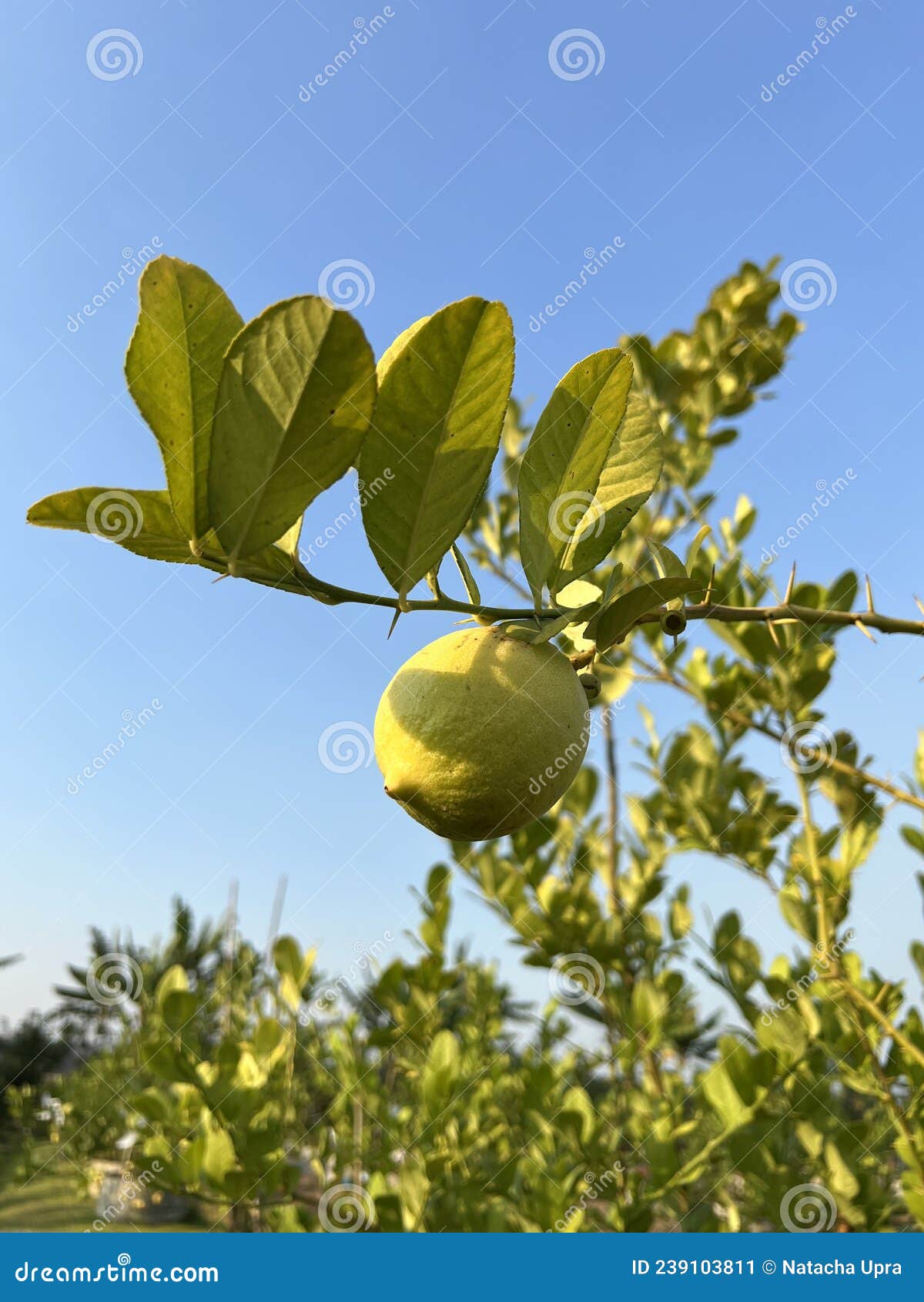 Japanese lemon. stock image. Image of plant, deciduous - 239103811