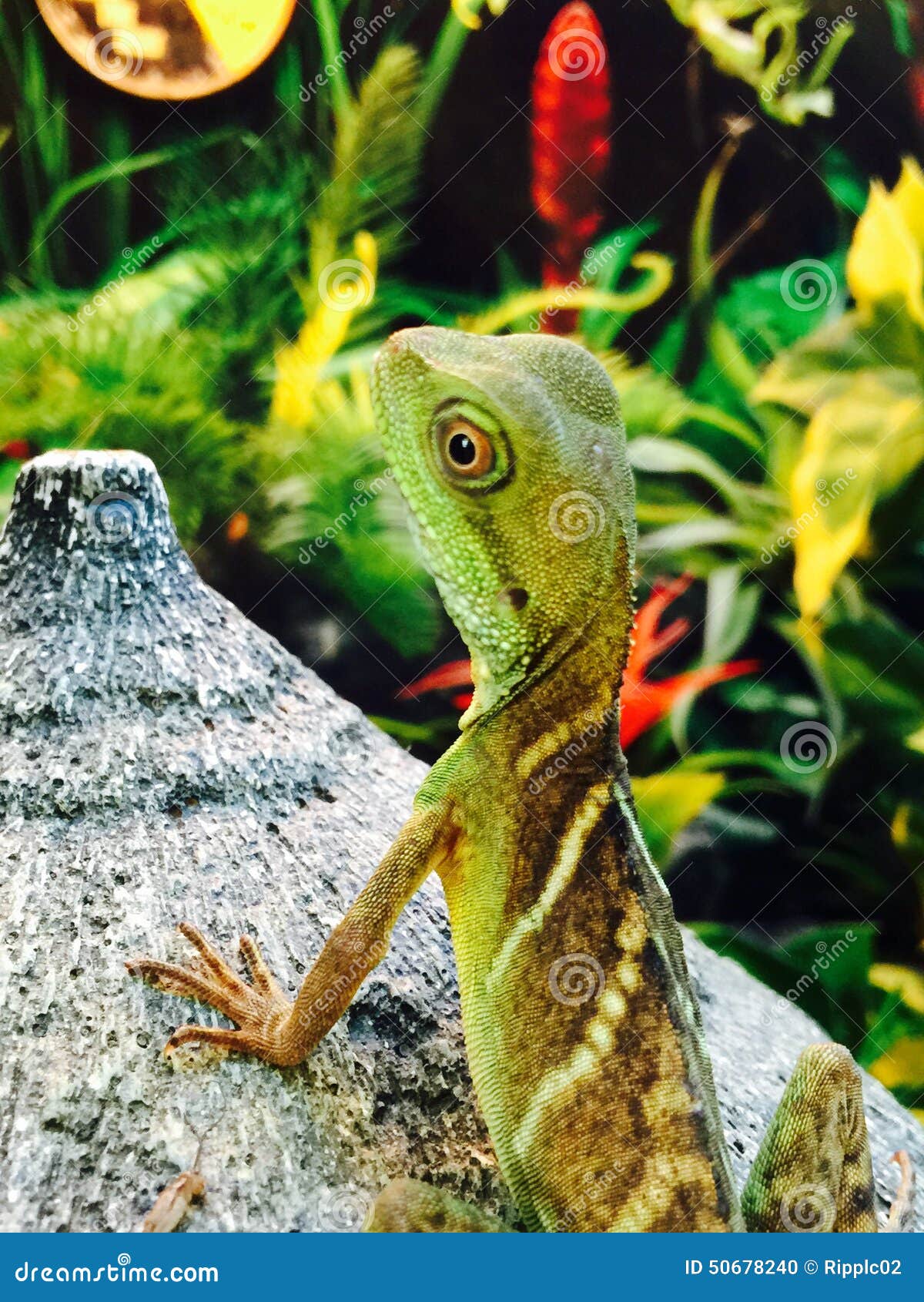 Japanese lizard stock photo. Image of lizard, creation - 50678240