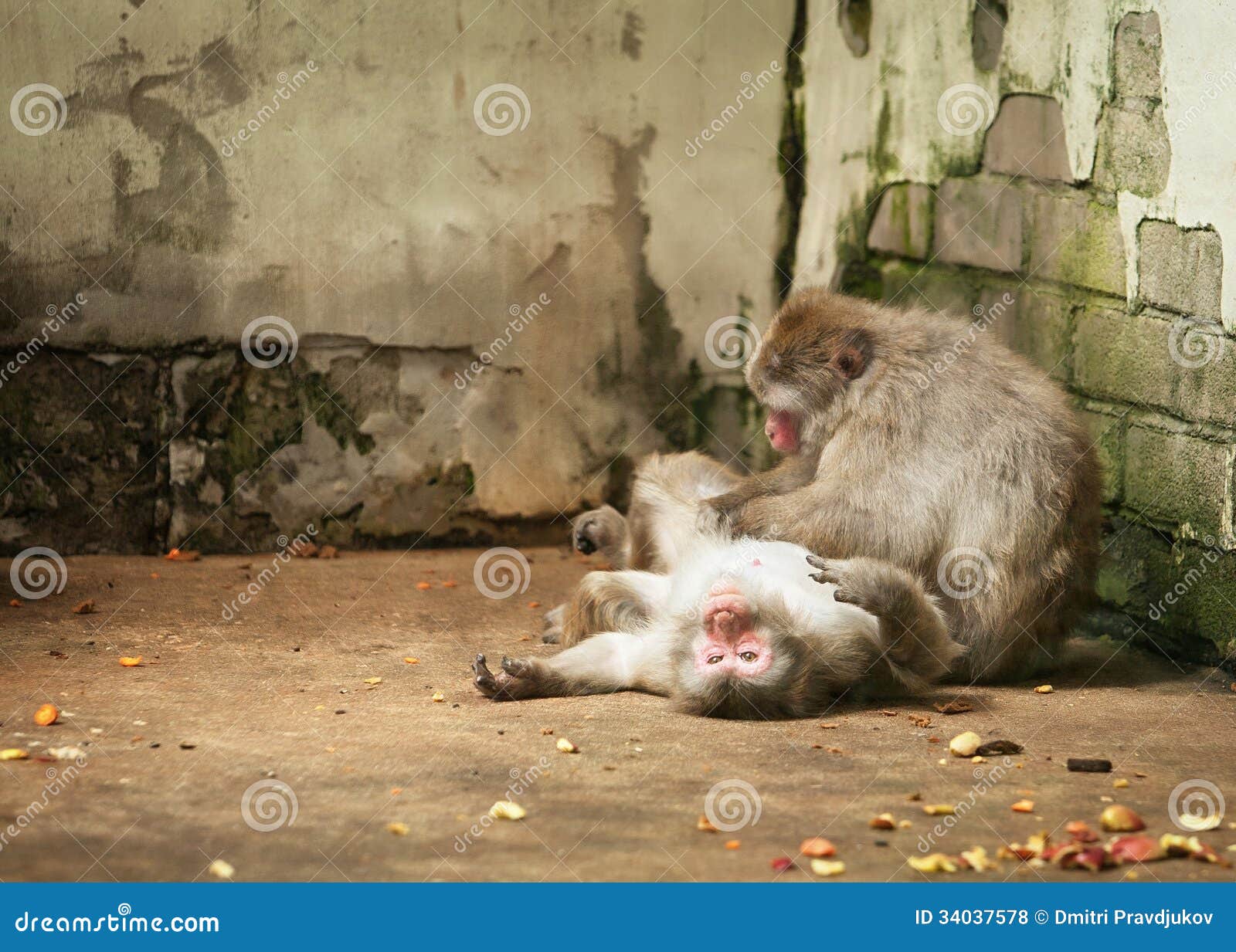 Japanese macaco stock photo. Image of funny, sweet, clever - 34037578