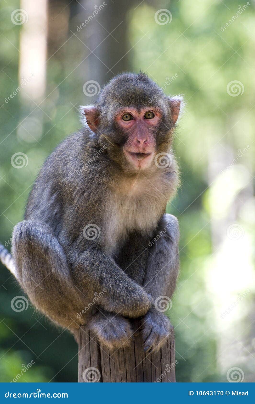 Japanese Macaque stock photo. Image of male, young, nihon - 10693170