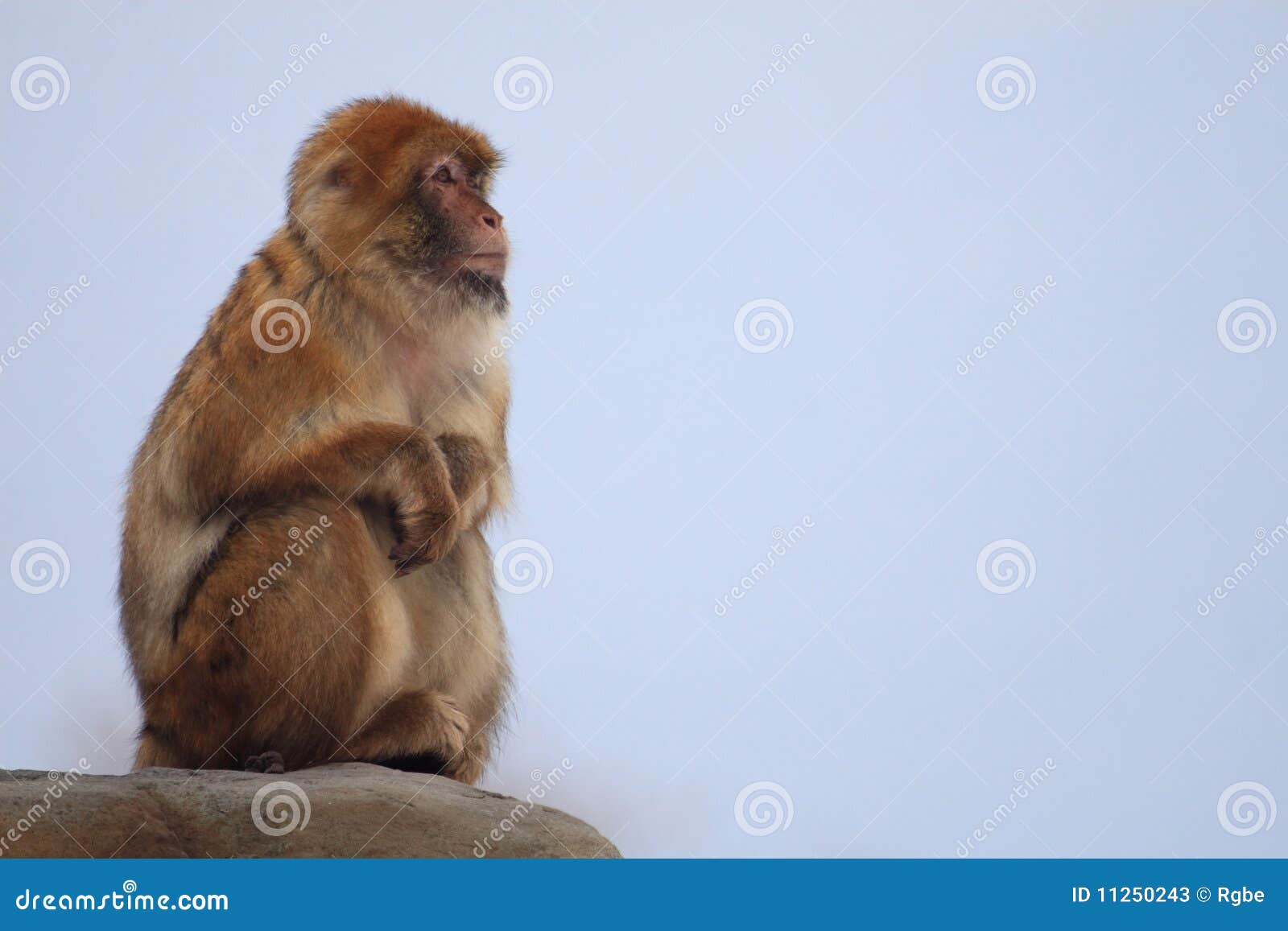 Japanese Macaque Standing On Hind Legs In The Snow. Stock Photo ...