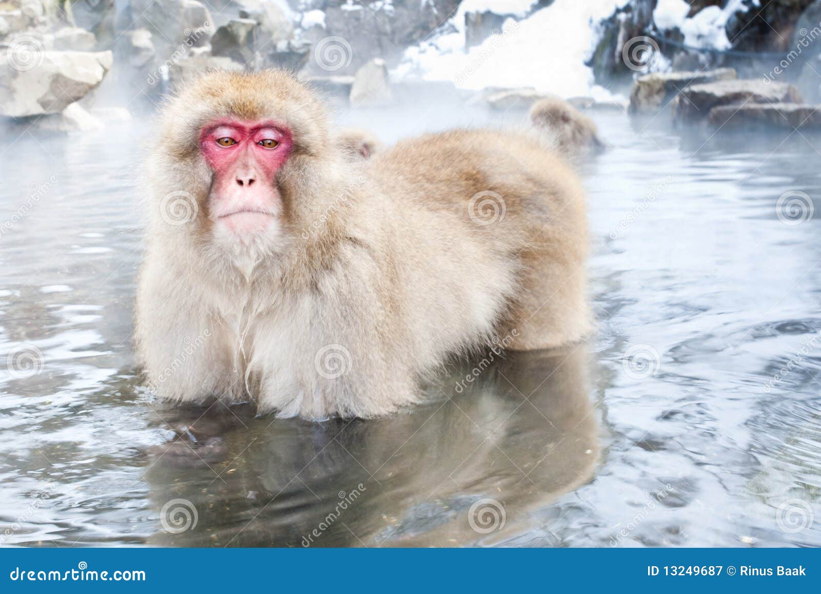 Japanese Macaque Standing On Hind Legs In The Snow. Stock Photo ...