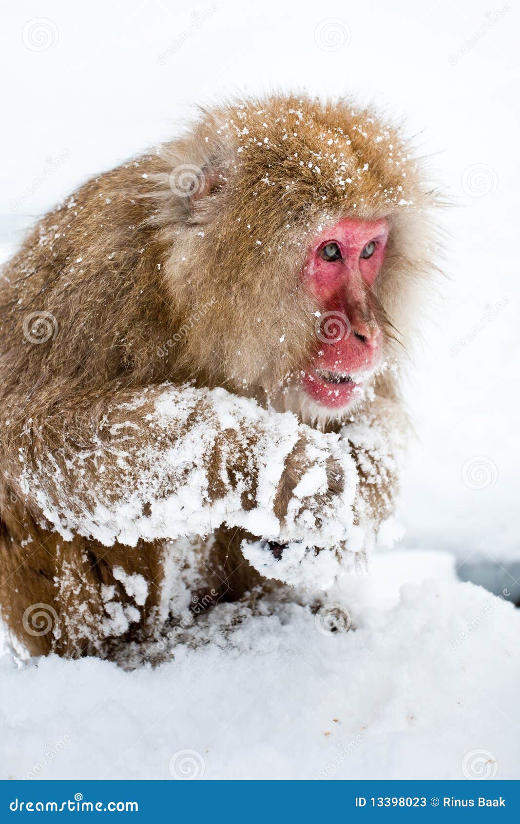 Japanese Macaque stock image. Image of snowy, cold, japan - 13398023
