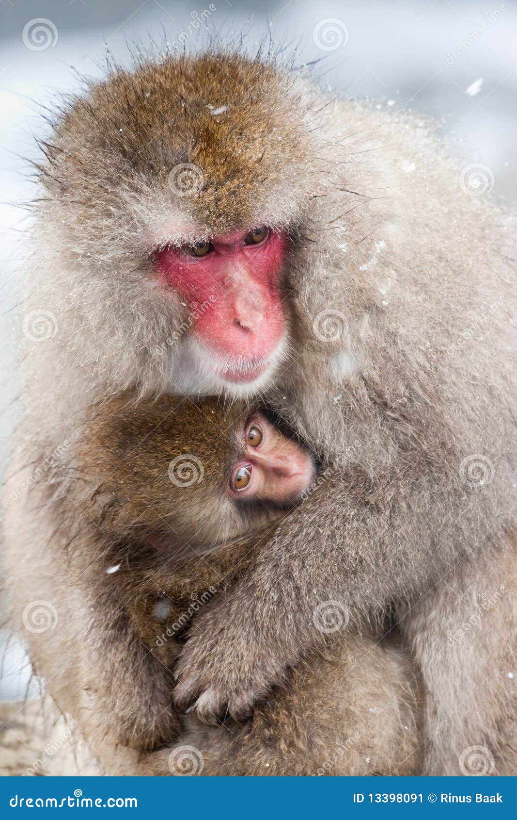 Japanese Macaque stock image. Image of animal, monkeys - 13398091