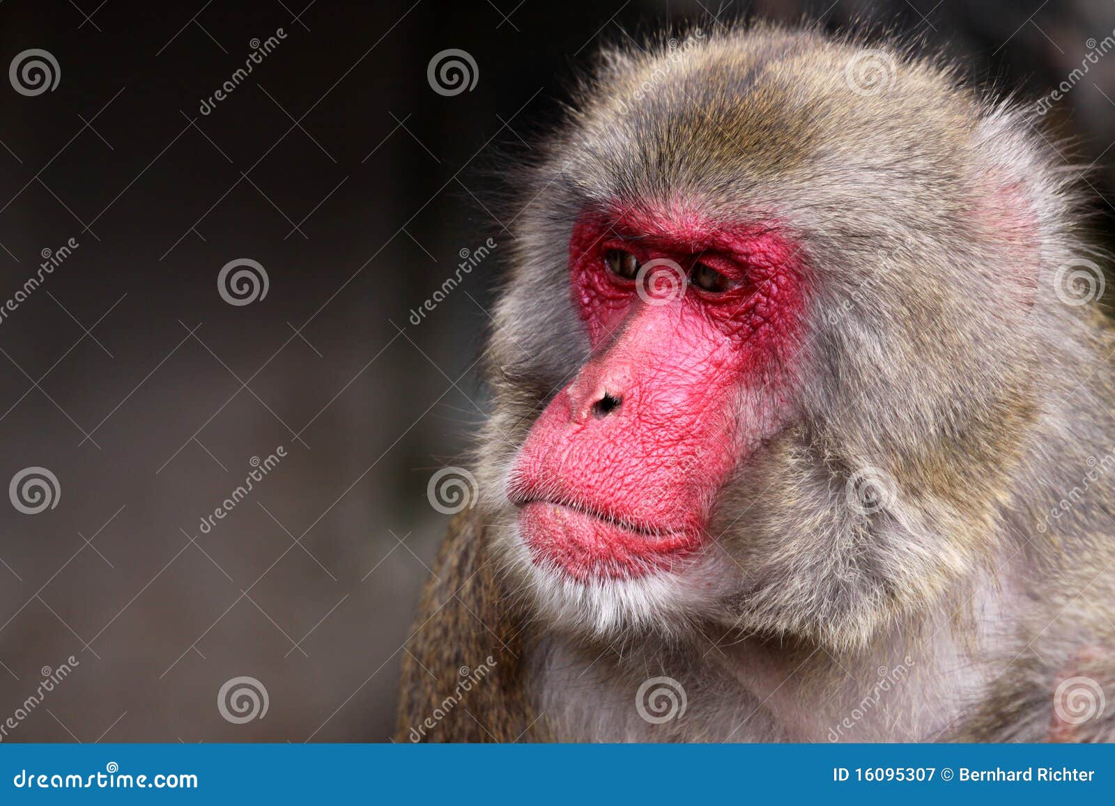 Japanese Macaque stock image. Image of mammal, face, species - 16095307