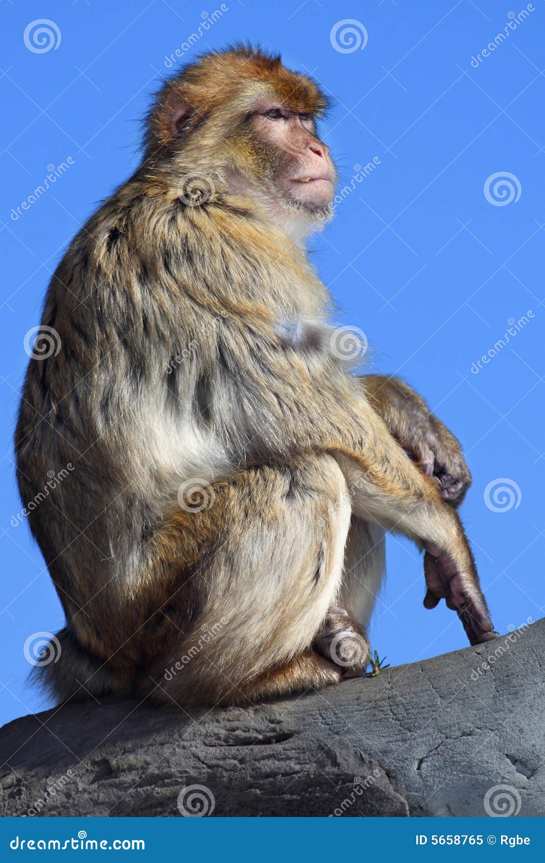 Japanese Macaque Standing On Hind Legs In The Snow. Stock Photo ...