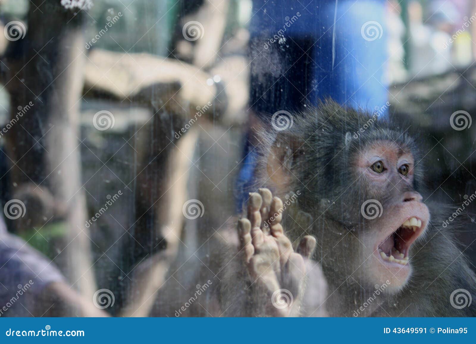 Japanese macaque stock image. Image of animal, look, hair - 43649591