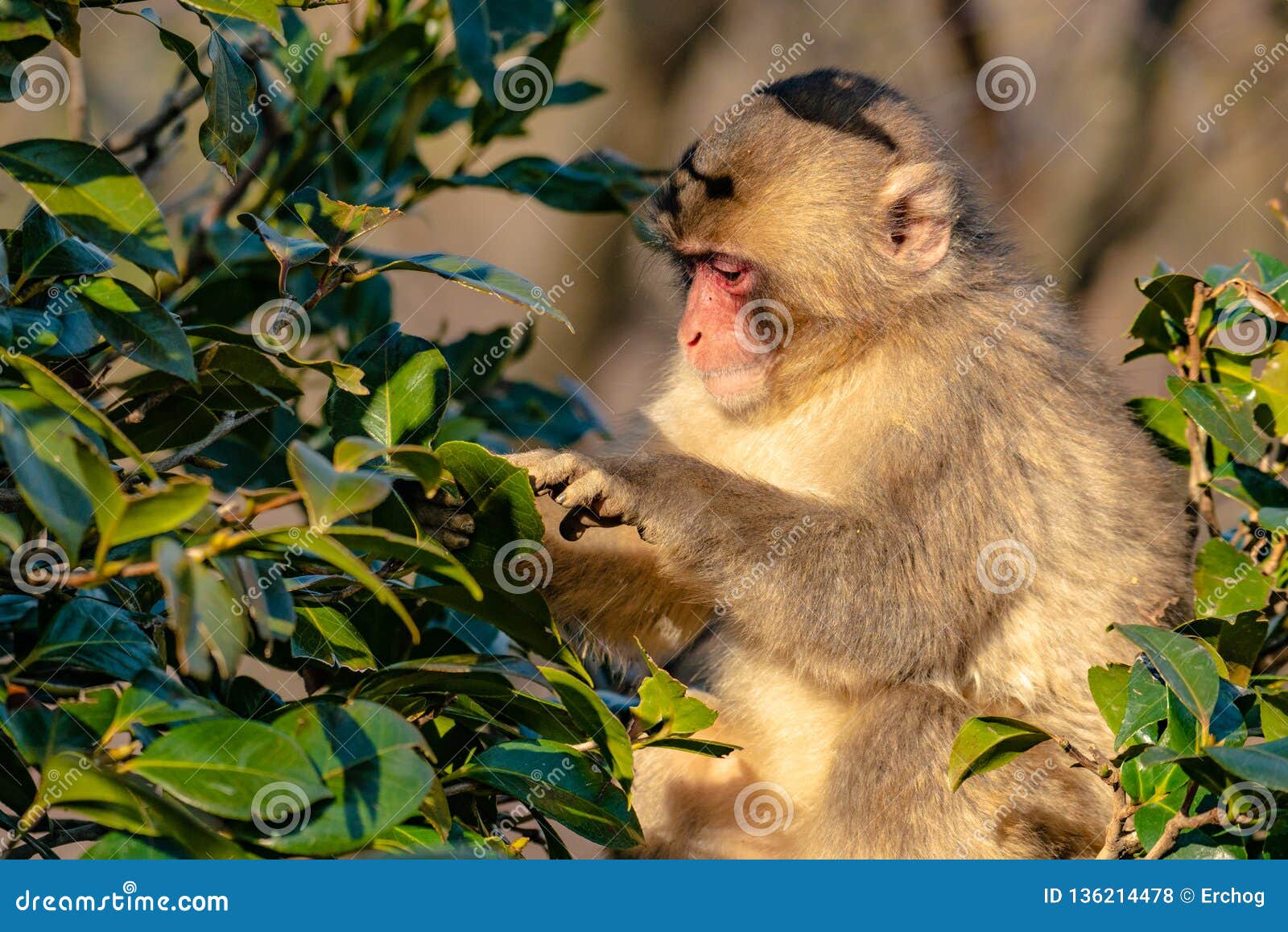 Japanese Macaque Ape. Some Macaque Apes. Close-up of a Japanese Macaque ...
