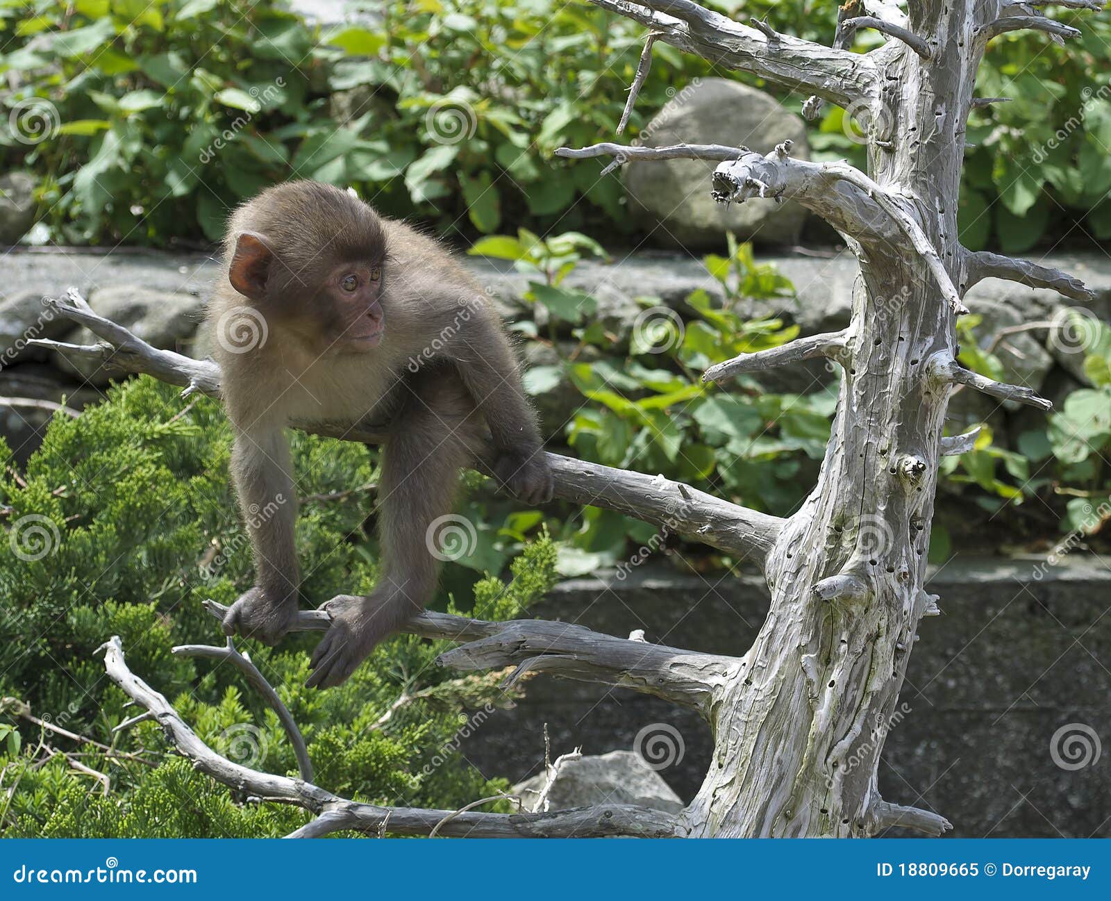 Japanese Macaque Baby stock image. Image of travel, peninsula - 18809665