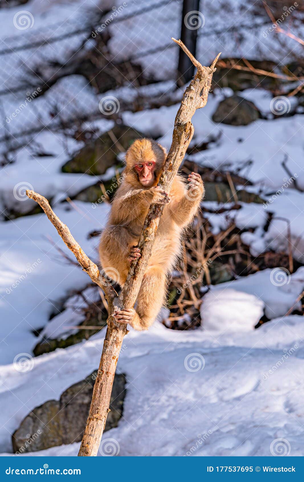 Japanese Macaque Climbing a Branch Stuck on the Ground during Winter ...