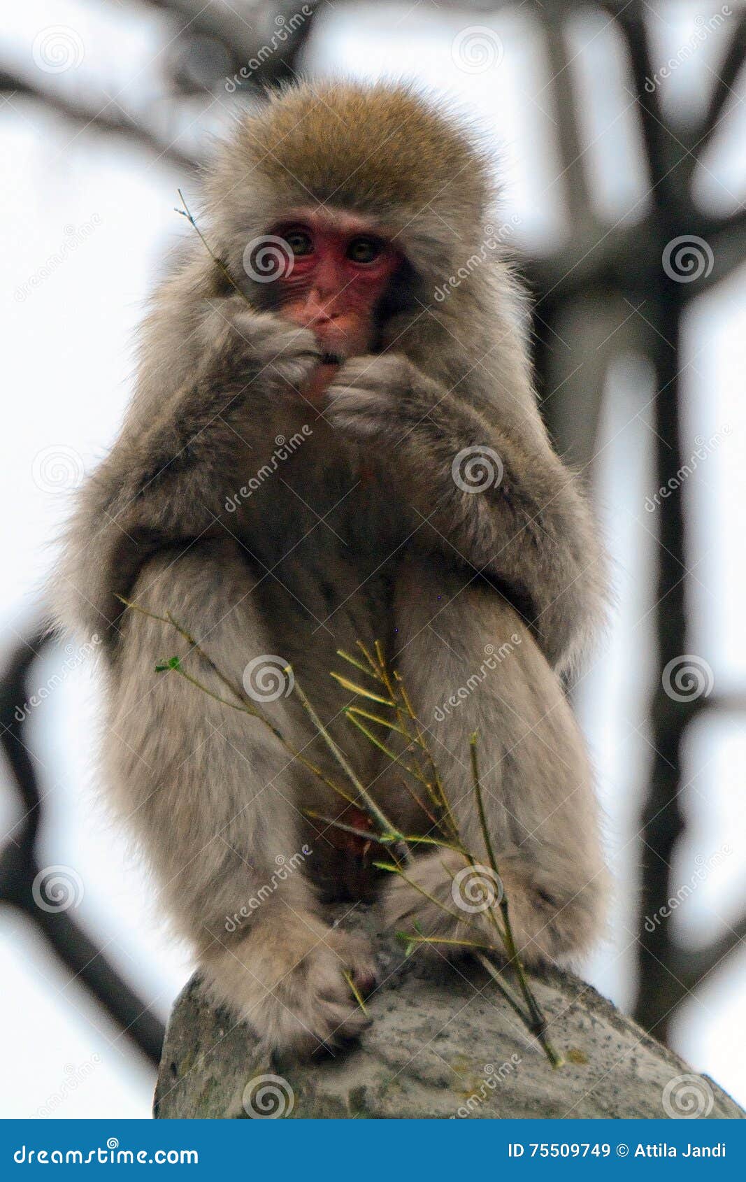 Japanese macaque stock image. Image of nose, japan, cute - 75509749