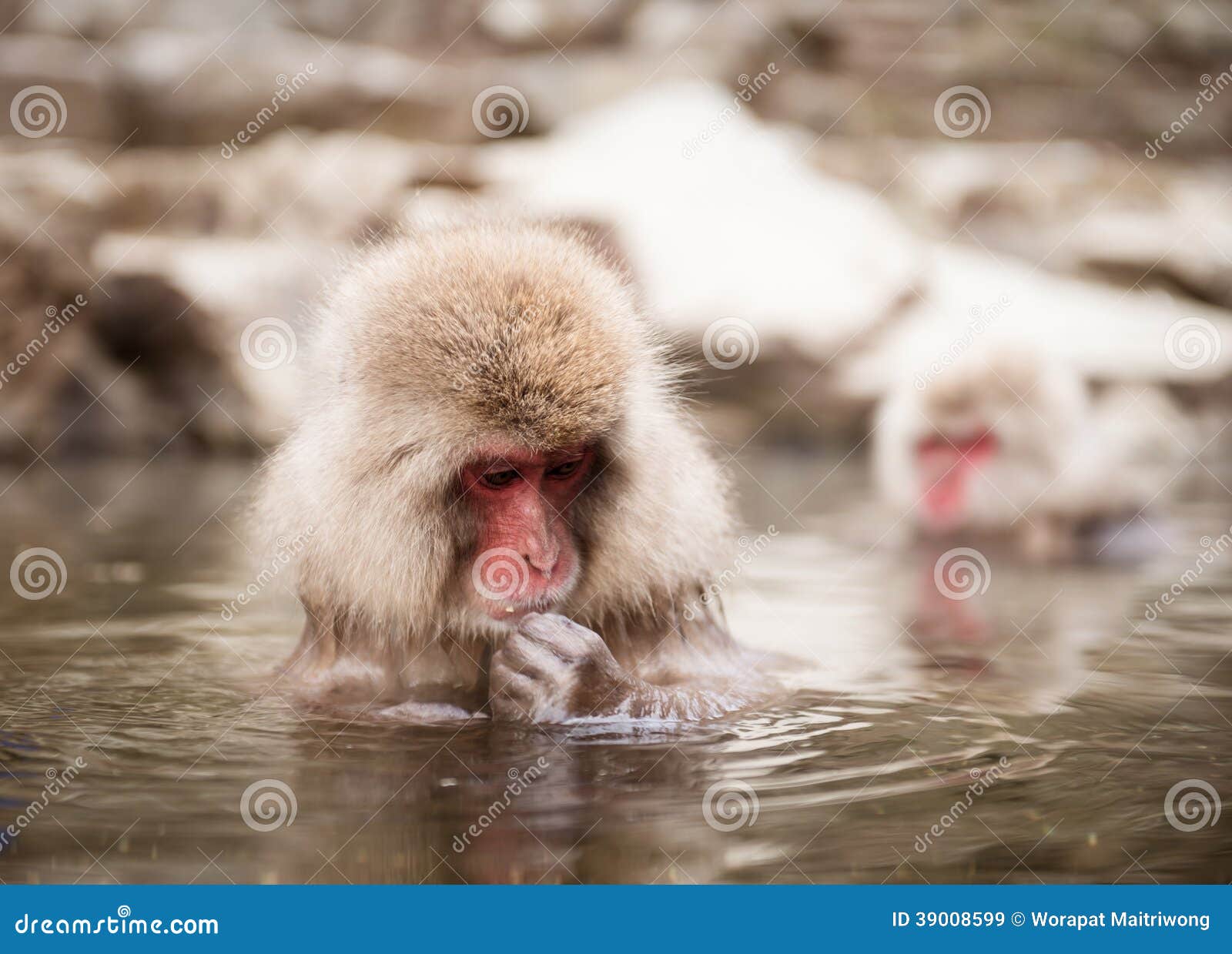 Japanese Macaque in Hot Spring Stock Image - Image of bath, mammal ...