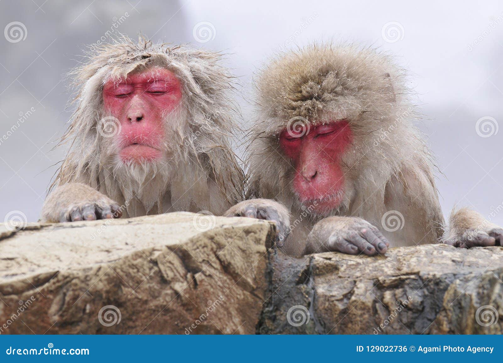 Japanese Macaque, Japanse Makaak, Macaca Fuscata Stock Photo - Image of ...