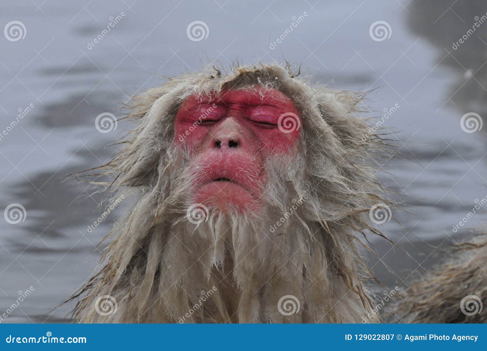 Japanese Macaque, Japanse Makaak, Macaca Fuscata Stock Image - Image of ...