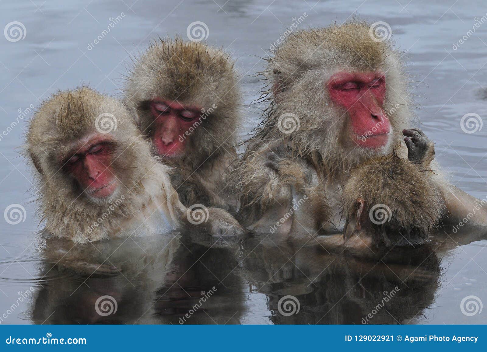 Japanese Macaque, Japanse Makaak, Macaca Fuscata Stock Image - Image of hans, bron: 129022921