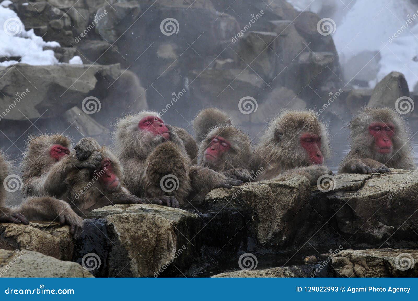 Japanese Macaque, Japanse Makaak, Macaca Fuscata Stock Image - Image of ...