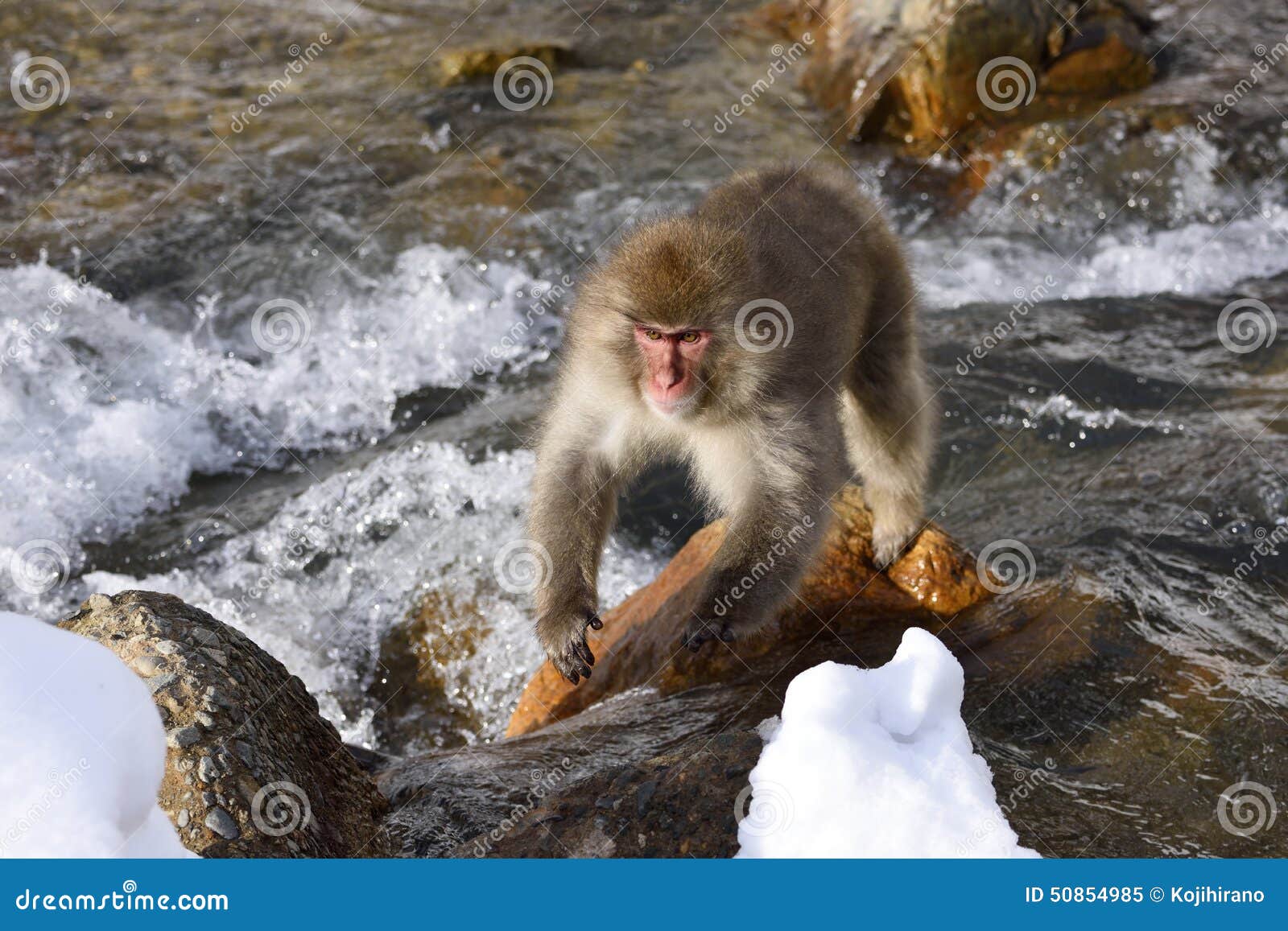 Japanese macaque stock image. Image of heat, nagano, wild - 50854985