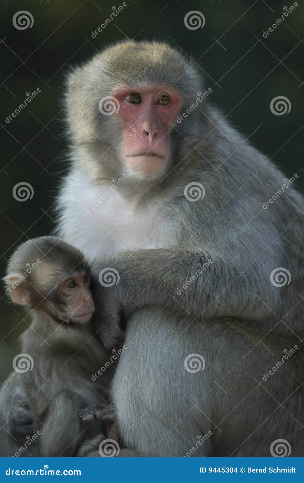 Japanese Macaque [Macaca Fuscata] Stock Photo - Image of eyes, fuscata ...
