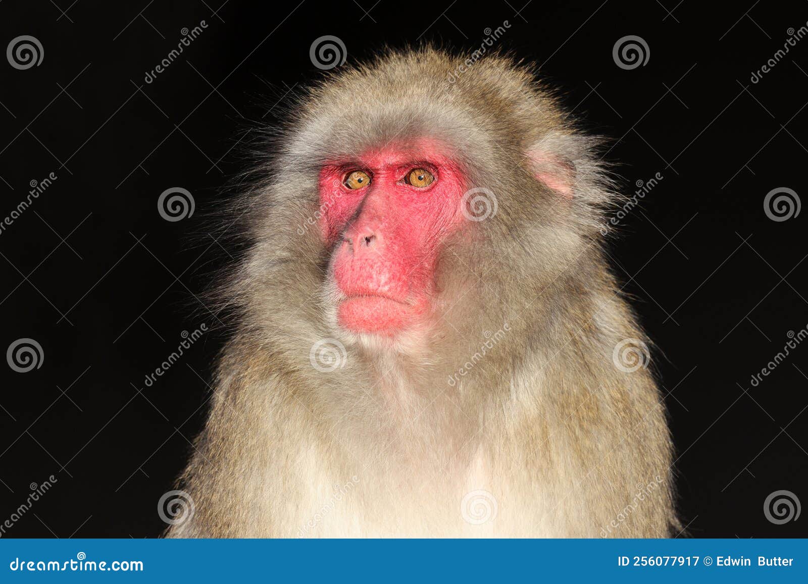Japanese Macaque Macaca Fuscata Stock Image - Image of snow, wild ...