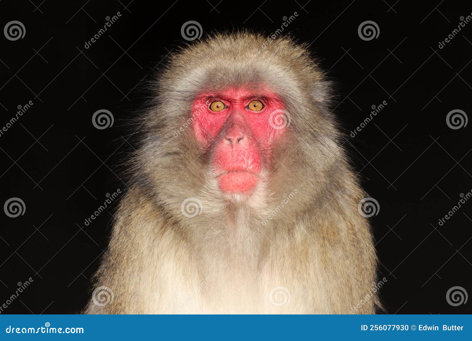 Japanese Macaque Macaca Fuscata Stock Photo - Image of japan, snow ...