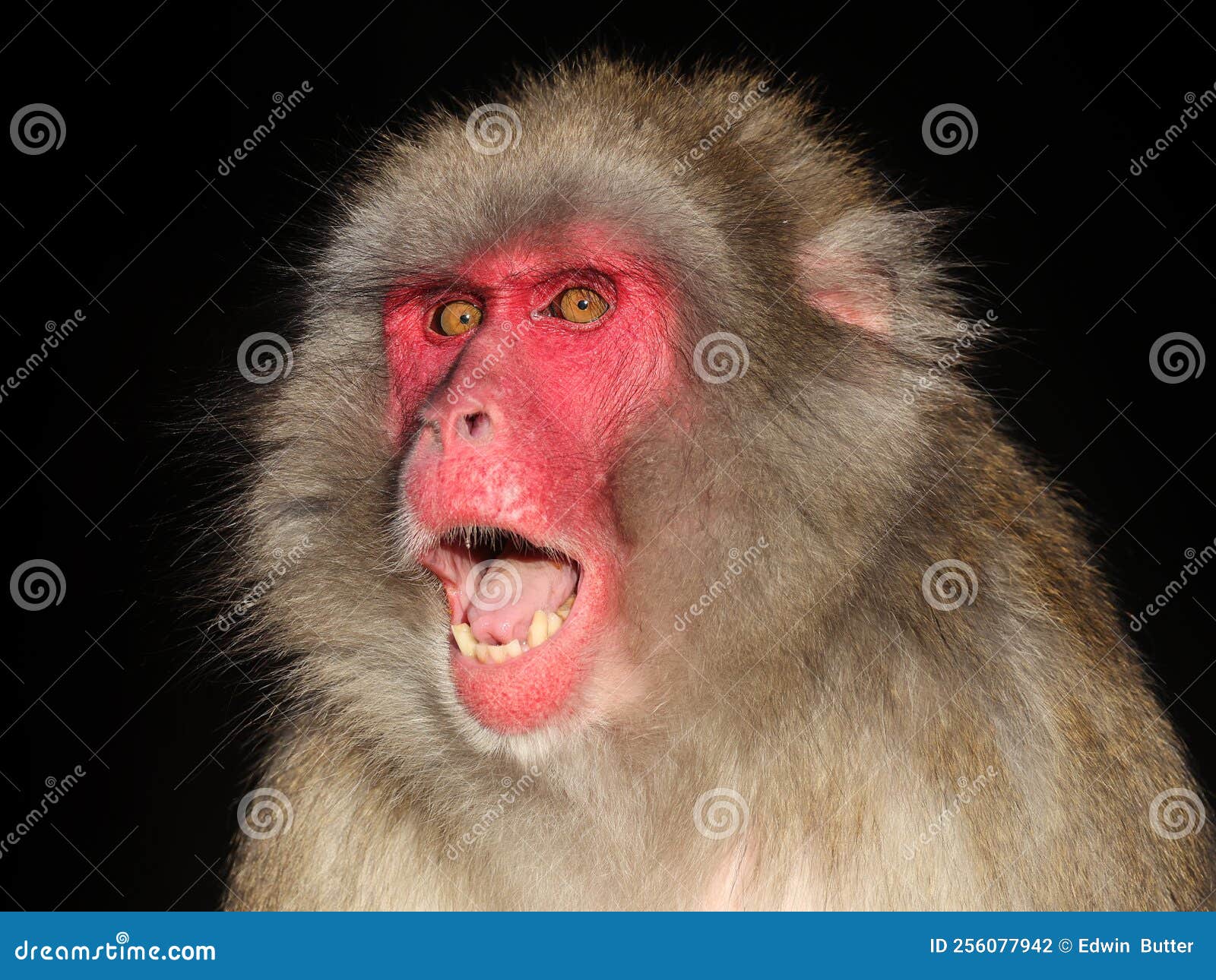 Japanese Macaque Macaca Fuscata Stock Photo - Image of park, nature ...