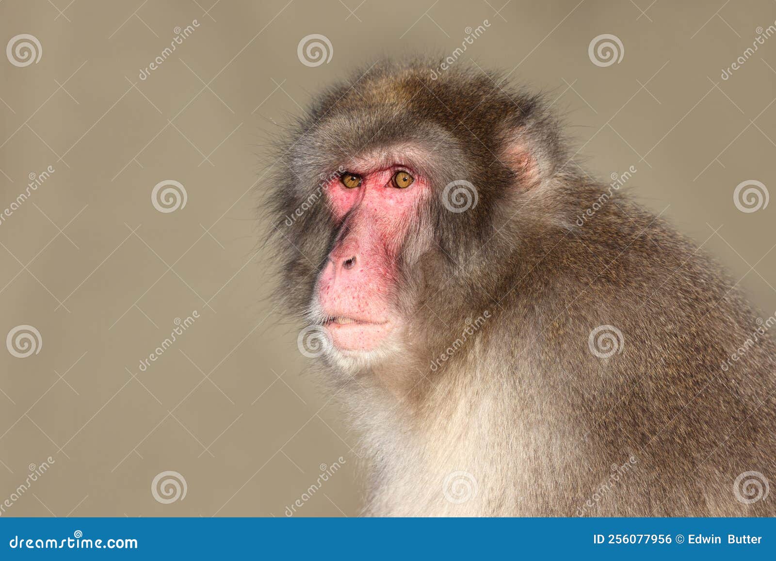 Japanese Macaque Macaca Fuscata Stock Photo - Image of macaca, nature ...