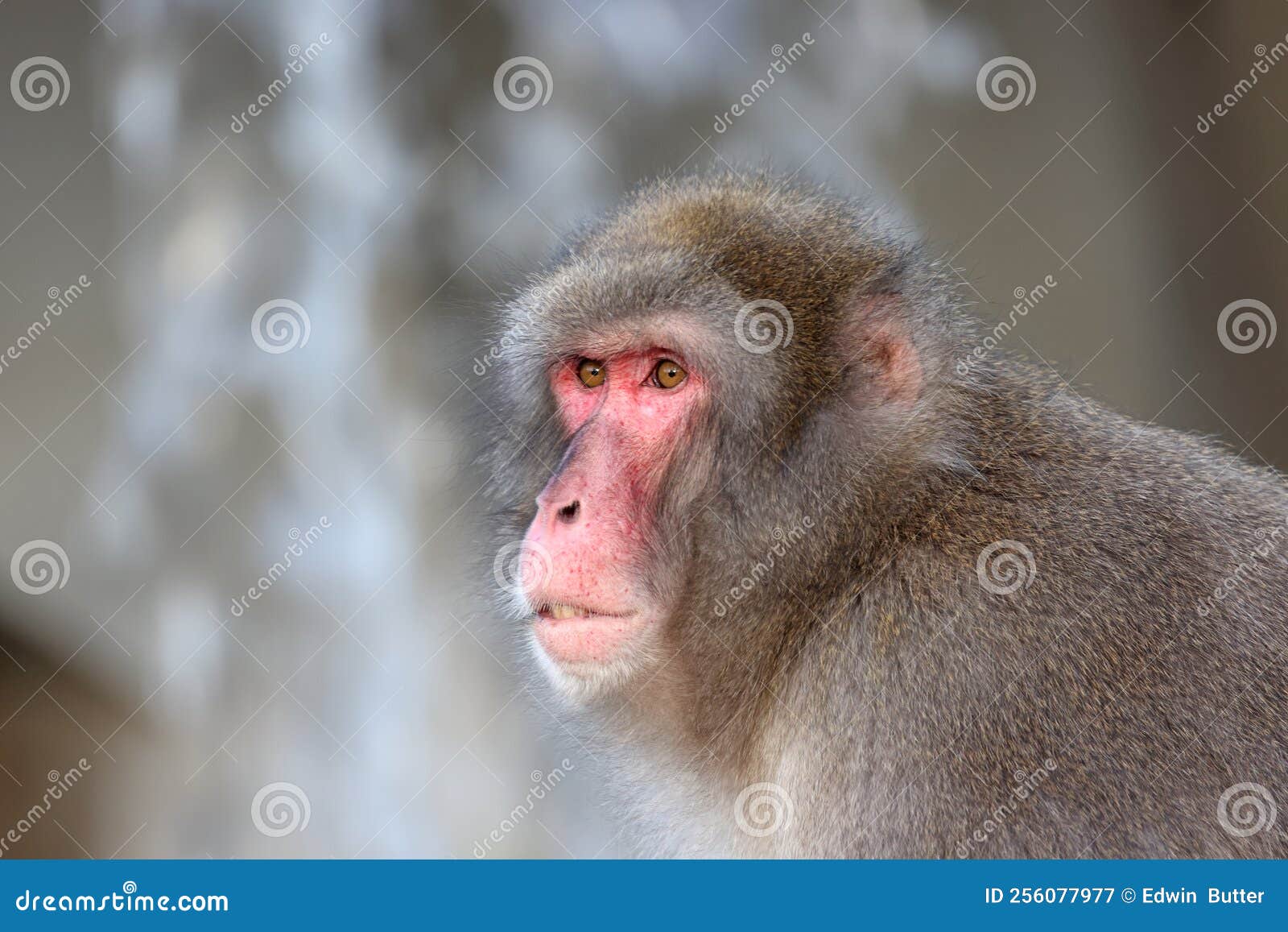 Japanese Macaque Macaca Fuscata Stock Image - Image of nature, outdoors ...