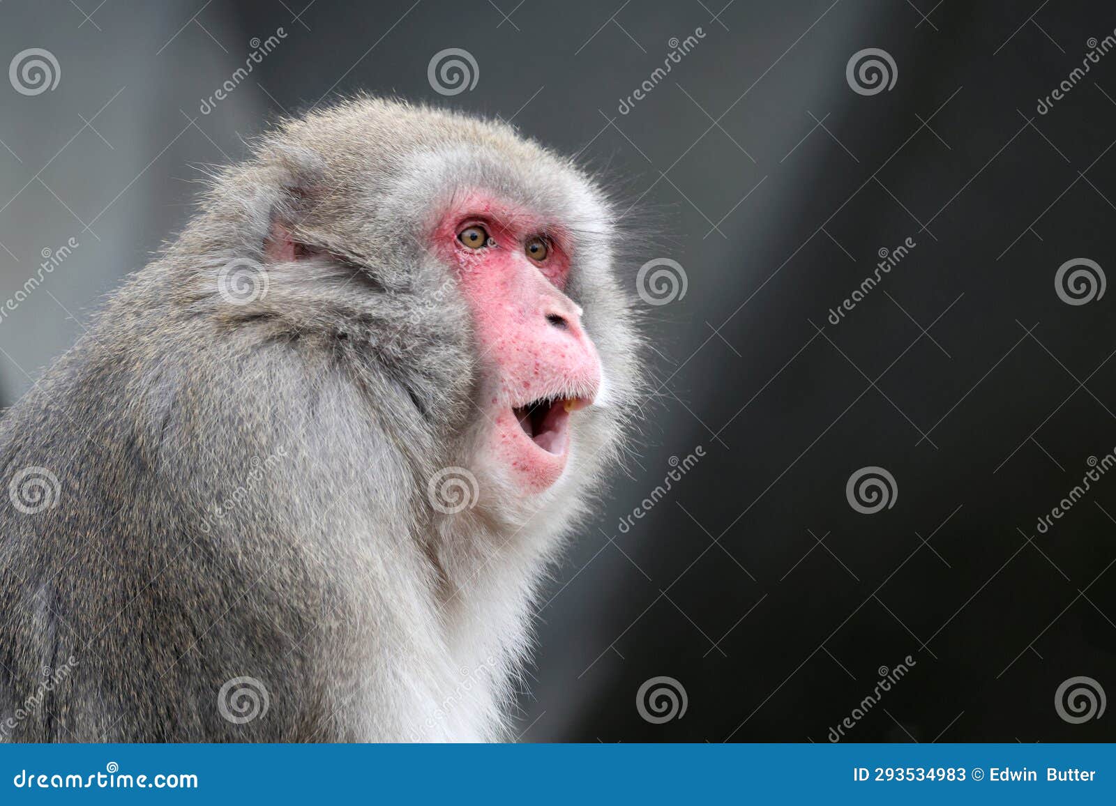 The Japanese Macaque (Macaca Fuscata) Stock Image - Image of mammal ...