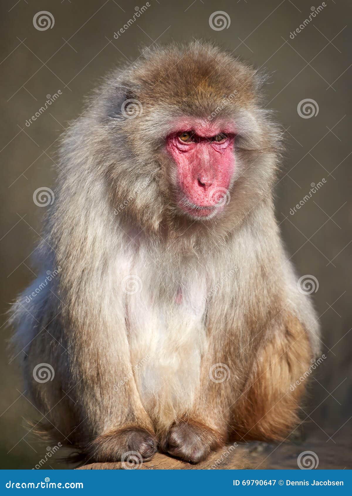 Japanese Macaque (Macaca Fuscata) Stock Image - Image of snow, japanese ...