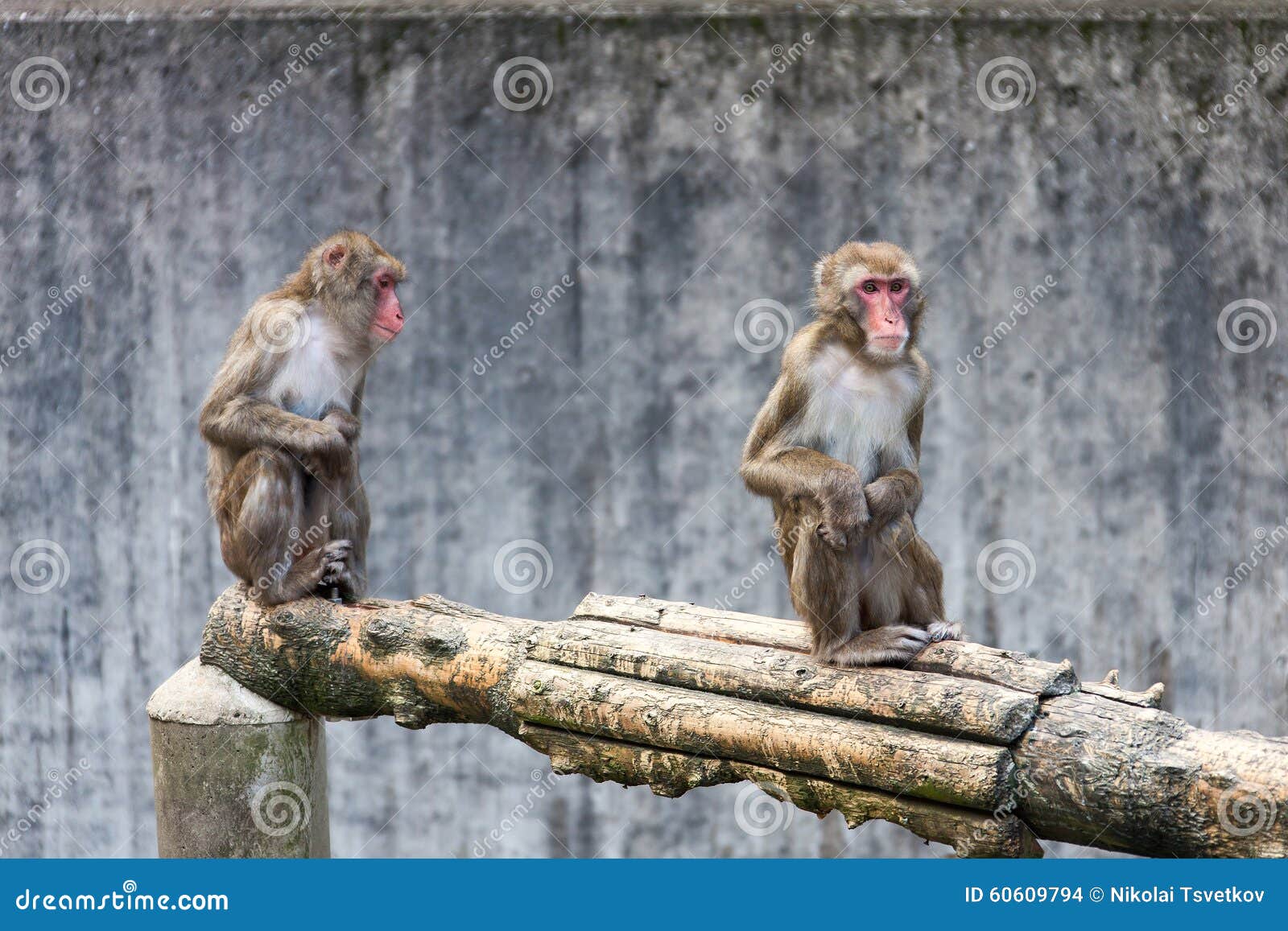 Japanese Macaque - Macaca Fuscata Stock Photo - Image of macaque ...