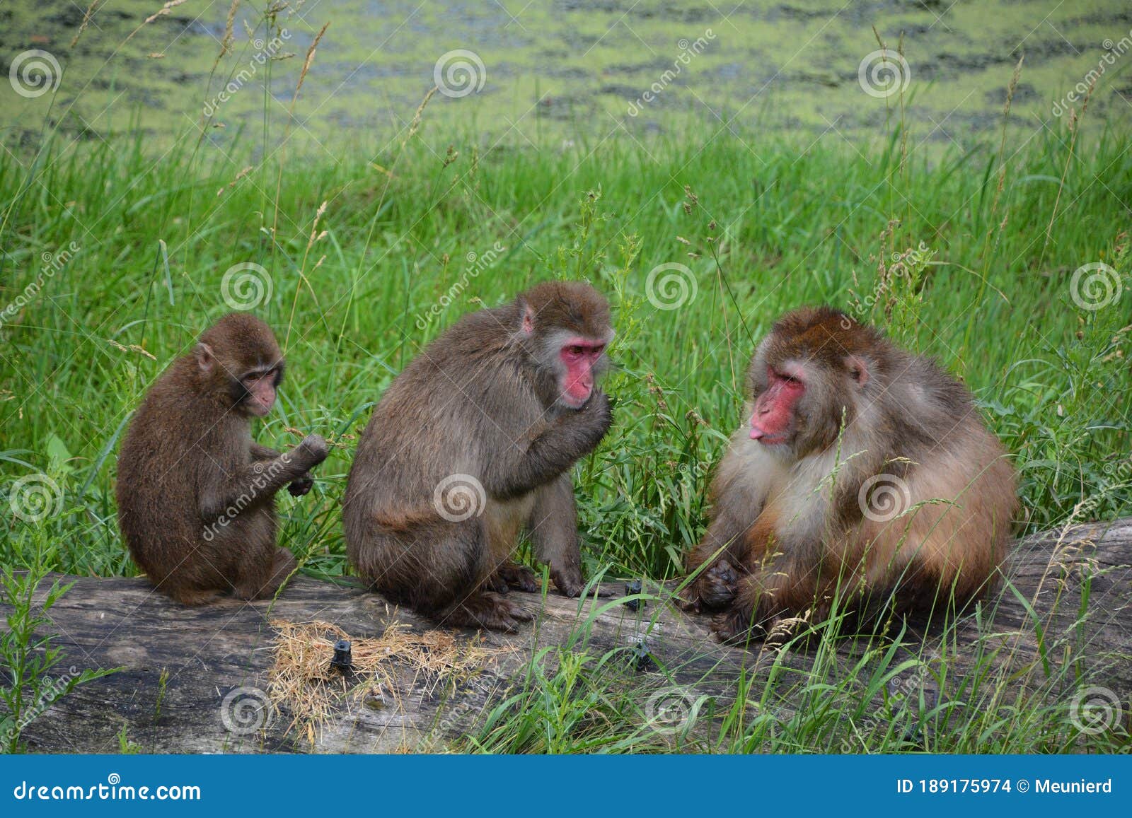 Japanese Macaque Macaca Fuscata Stock Photo - Image of cleaning ...