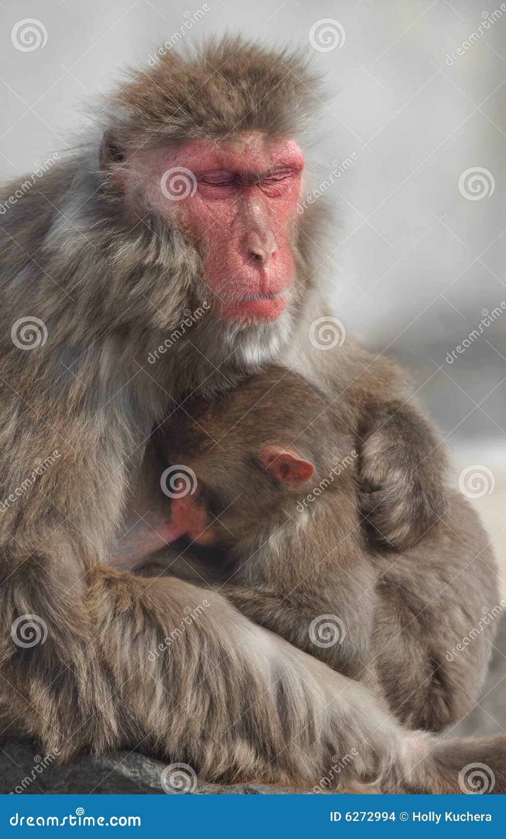 Macaca Fuscata Grey Japanese Monkey Royalty-Free Stock Photography ...