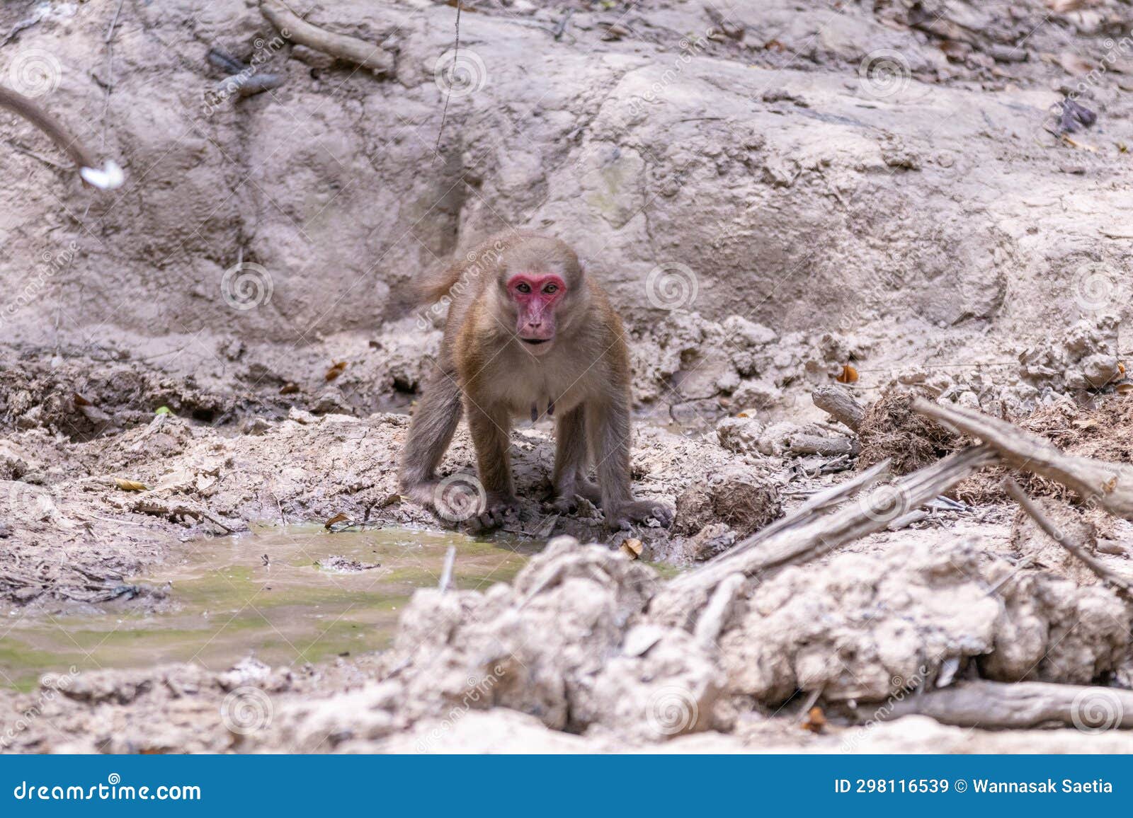 Japanese Macaque (Macaca Fuscata) in Natural Habitat Stock Image ...